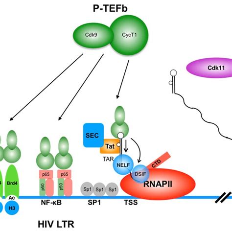 Two Major Cellular Cyclin Cdk Complexes Play Key Roles In HIV Download Scientific Diagram