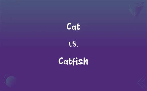 Cat Vs Catfish Whats The Difference