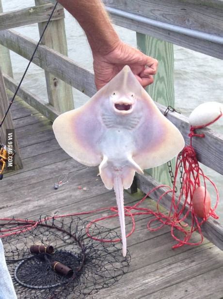 Happy Stingray Meme