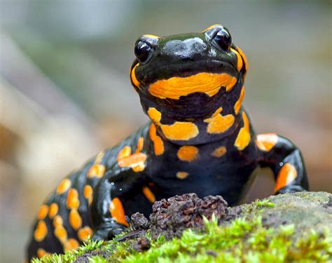 Salamandra Salamandra Monaco Nature Encyclopedia