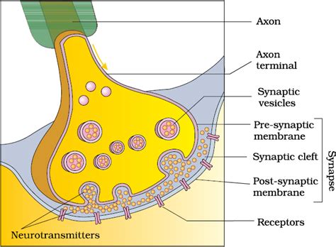21 Neural Control And Coordination Biology