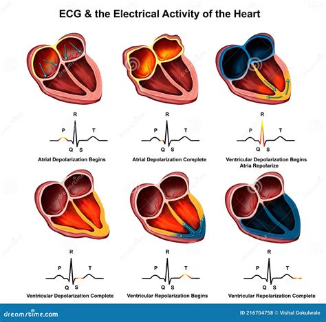 Ecg And The Electrical Activity Of The Heart Stock Illustration