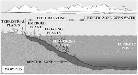 Dissolved Oxygen Do Levels In Various Zones Of A Lake Download Scientific Diagram