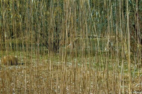 Premium Photo Dry Grass Background Dry Panicles Of Miscanthus