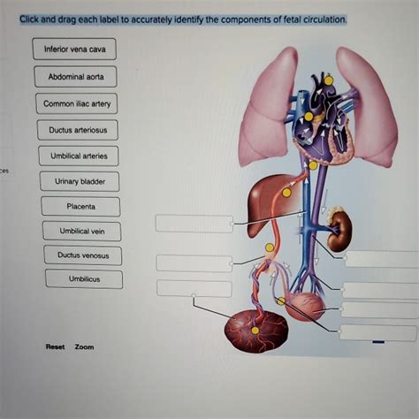 Solved Click and drag each label to accurately identify the | Chegg.com