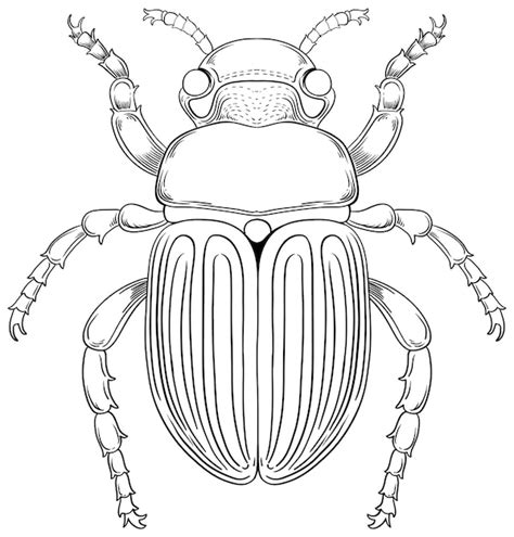 Arachnid Drawing Vectors And Illustrations For Free Download Freepik