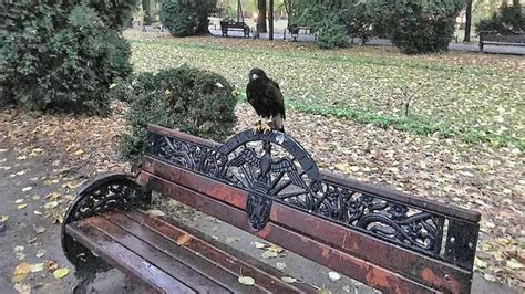 Ciorile Din Parcul Cişmigiu Izgonite Cu Păsări De Pradă Vor Fi