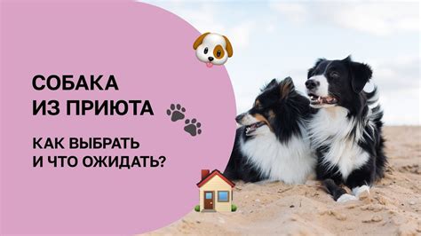 Собака из приюта. ЗА и ПРОТИВ - YouTube