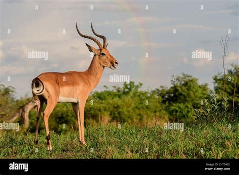 Beautiful Impala Ram Photographed Against A Rainbow Background In