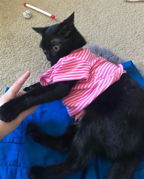Jinx The Cat Posting Day 118 Rlesbianinsectbrothel2