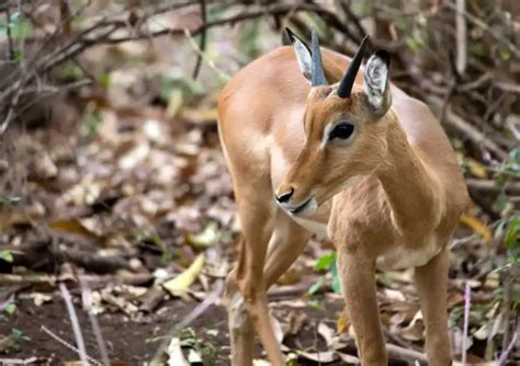 Deer Incredible Adaptations Survival Conservation 6 Facts