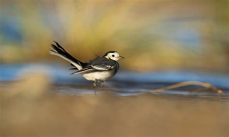 Pied Wagtail Birdforum