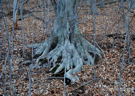 Tree Feet Photograph By Dawn Steiger Pixels