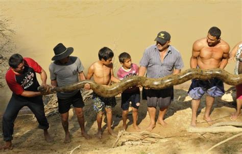 Anaconda Gets Rescued 8 Pics