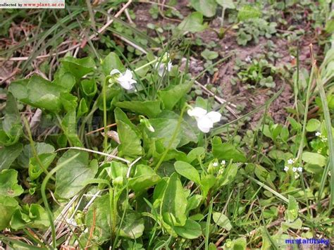 Viola Rossii Hemsl Ex Forbes Et Hemsl