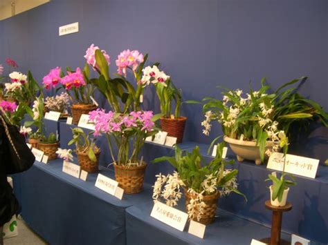 第7回 京都洋蘭会ラン展 会場の様子
