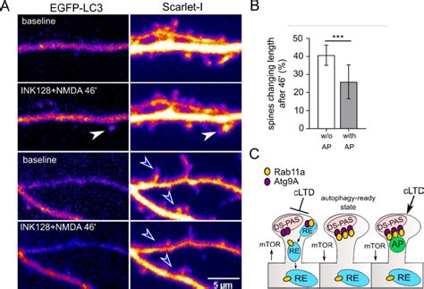 Dendritic Spines That Contain EGFP LC3 Positive Vesicles After NMDA