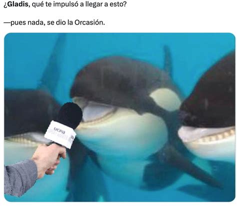 Los Memes De Gladys La Orca Asesina Traumatizada Conquistan Internet