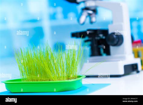 Investigating The Effects Of Magnetic Fields On Plant Growth And Health