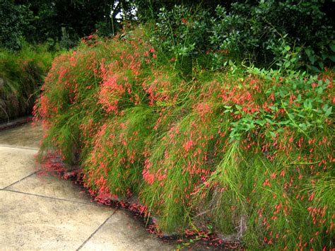 Firecracker Plant Can Be Used To Ignite Gardens Agrilife Today