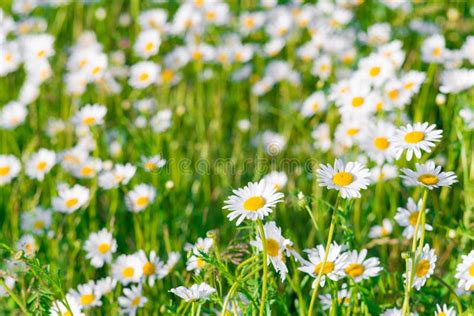 Green Grass And Chamomile Field In The Nature Stock Image Image Of