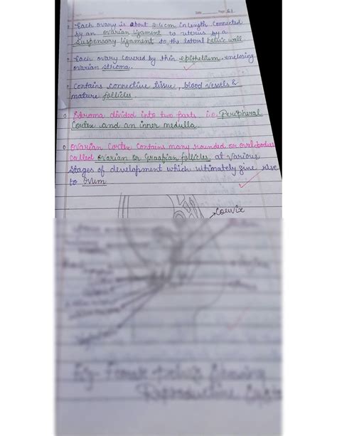 Solution Female Reproductive System Explained With Diagram Studypool