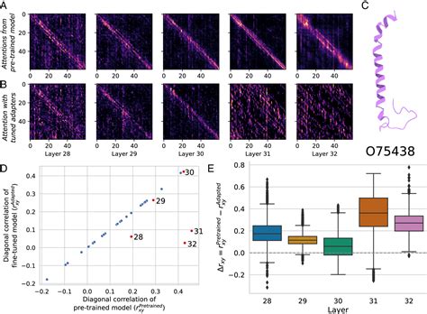 Democratizing Protein Language Models With Parameter Efficient Fine