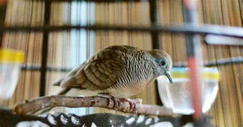 Makanan Burung Perkutut Agar Cepat Bunyi Dan Gacor Kicauhuu
