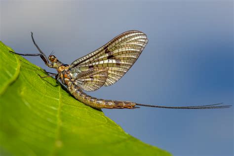 The Fascinating World Of The Mayfly Wildhunterie