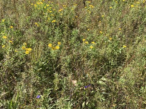 Prairie Art Mandalas Bouquets And Hospitality Creativity For The Soul