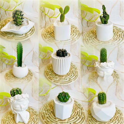 C120 Cactus C120 Cactus Added A New Photo