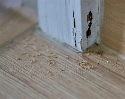 How Can I Tell If I Have White Ants Or Termites In My House Flick