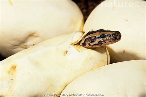 Nature Picture Library Indian Python Python Molurus Hatching From Egg India Captive