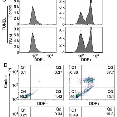 Measurement Of The Transcription Of Tfam And The Mtdna Copy Number Of