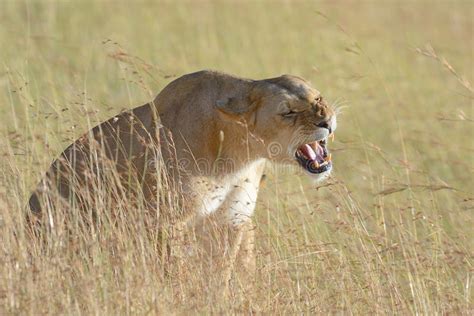 African Lion In The Park South Africa Stock Image Image Of Carnivore
