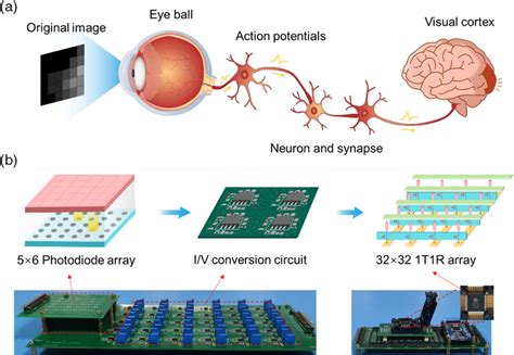 A Gate Multiplexing Architecture‐based Artificial Visual Sensor And Memory System Liao 2023
