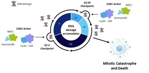 Targeting The Cell Cycles Achilles Heel Wee1 Inhibition Offers New