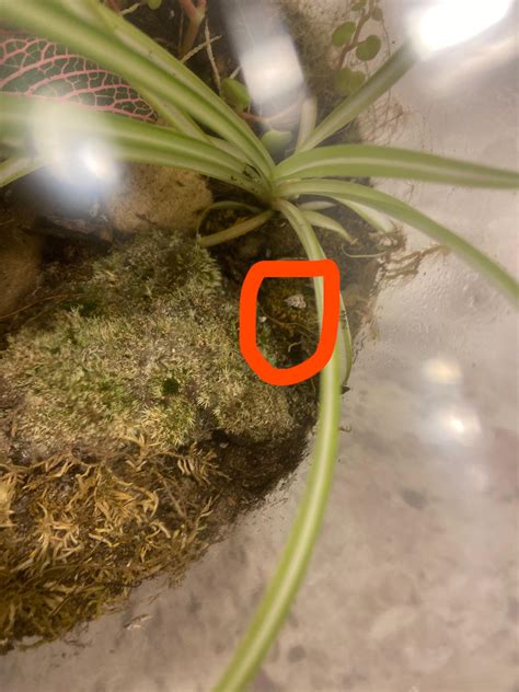 Weird Flying Bug In My Terrarium R Terrarium