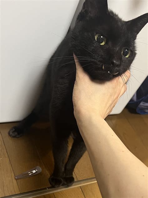「甘えん坊の黒猫ちゃん」福岡県 猫の里親募集473035 1枚目の画像 ペットのおうち【里親決定25万頭！】