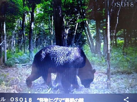 4年で66頭乳牛を襲撃したoso18 駆除される