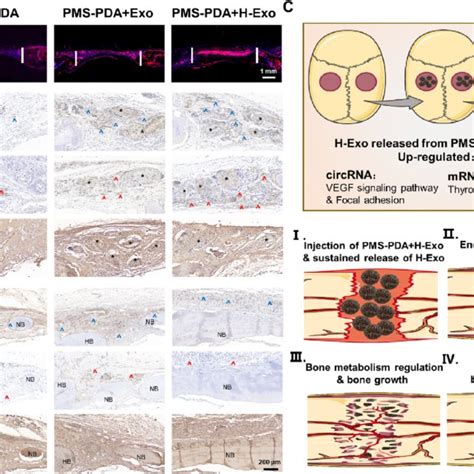 Histology Evaluations On Bone Regeneration At 4 And 8 Weeks