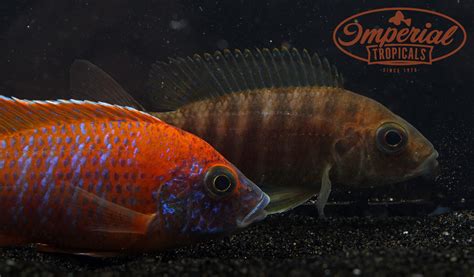 Ruby Red Peacock Aulonocara Sp Maleri Shop Imperial Tropicals