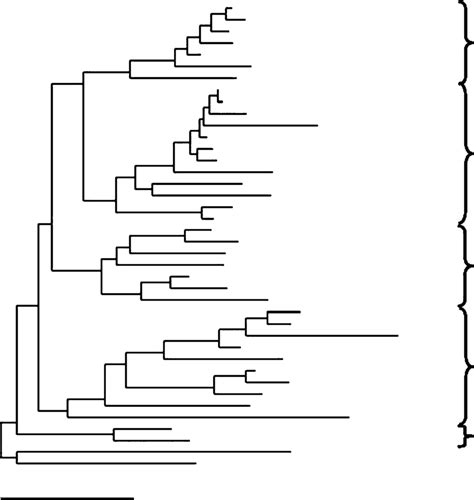 Phylogenetic Tree For The Partial Bacterial 16s Rdna Sequences