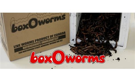 BULK CANADIAN NIGHTCRAWLERS