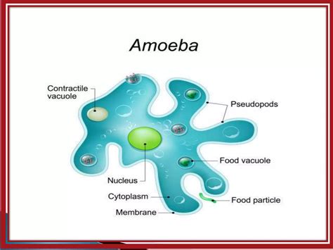 Microbiology Unit 2 Microorganismspptx