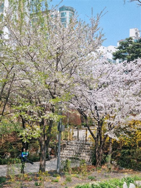 효창공원에서 신수동까지 봄날의 경의선숲길 벚꽃 산책 🌸 네이버 블로그