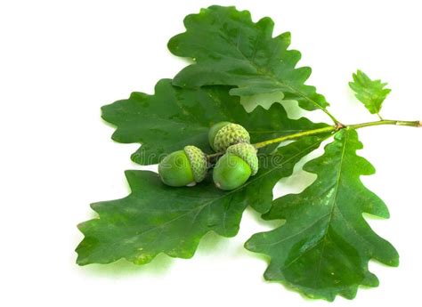 Rama De Roble Con Bellotas Y Hojas Verdes Sobre Fondo Blanco Imagen De