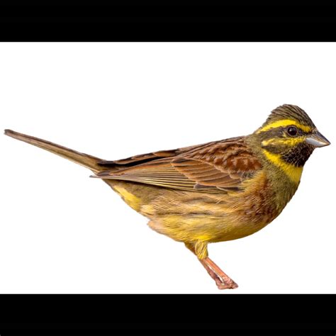 Cirl Bunting Emberiza Cirlus Identification Birda