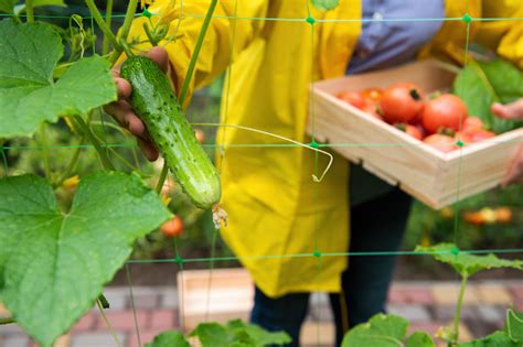 노란 외투를 입은 농부는 수확 된 유기농 채소의 나무 상자를 들고 유기농 생태 농장에서 잘 익은 오이를 따기 35 39세에 대한 스톡 사진 및 기타 이미지 Istock