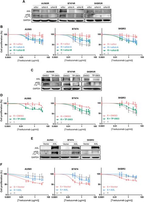 Axl Has A Role In Trastuzumab Response In Her2 Bc Cell Lines A